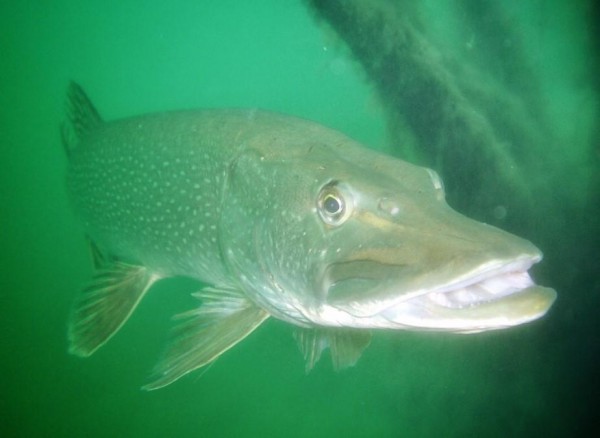 Fisch des Jahres 2016 – Hecht › Waidmanns Dank!